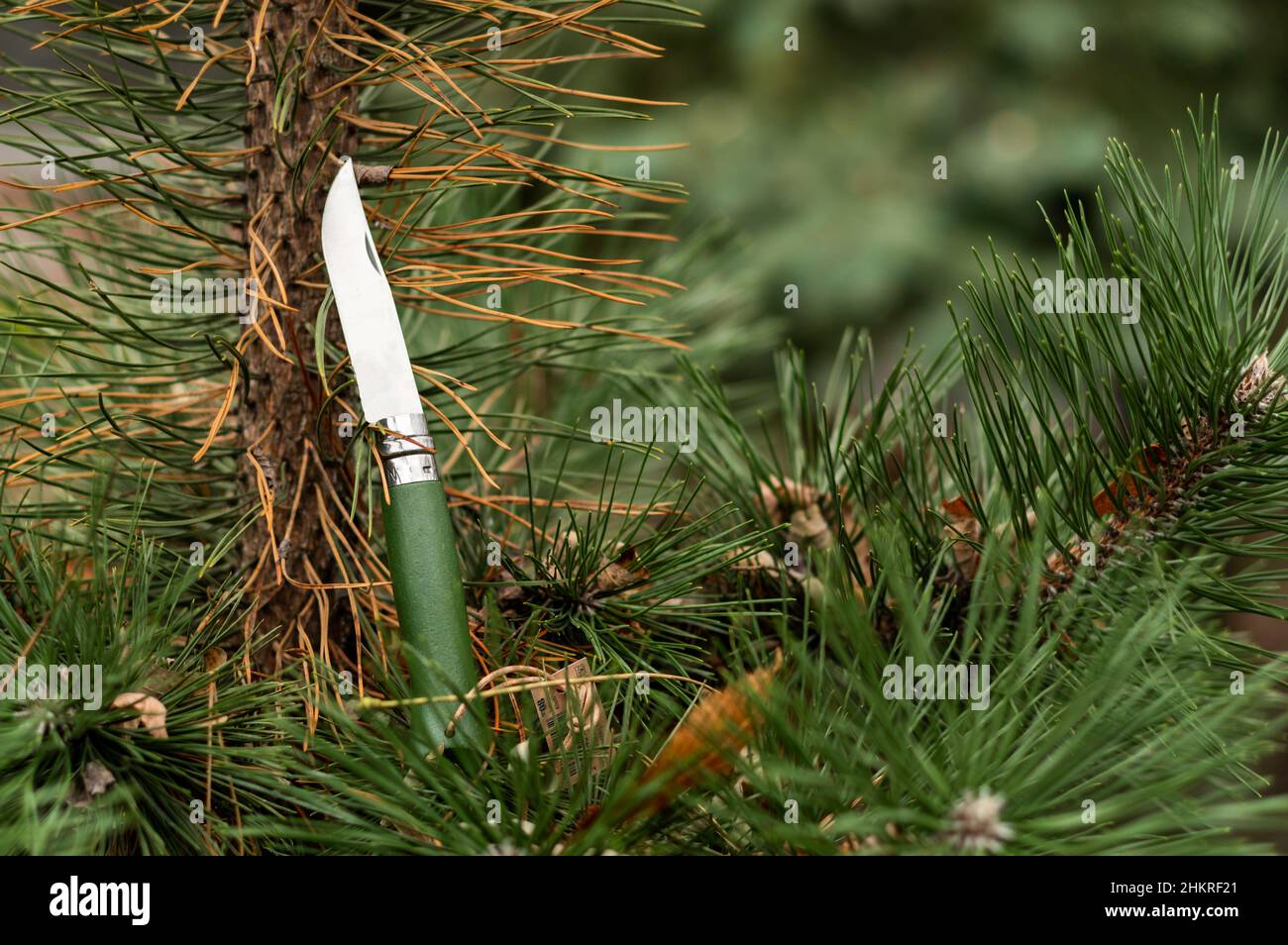 Folding knife with a green wooden handle. Knife lying on a spruce ...