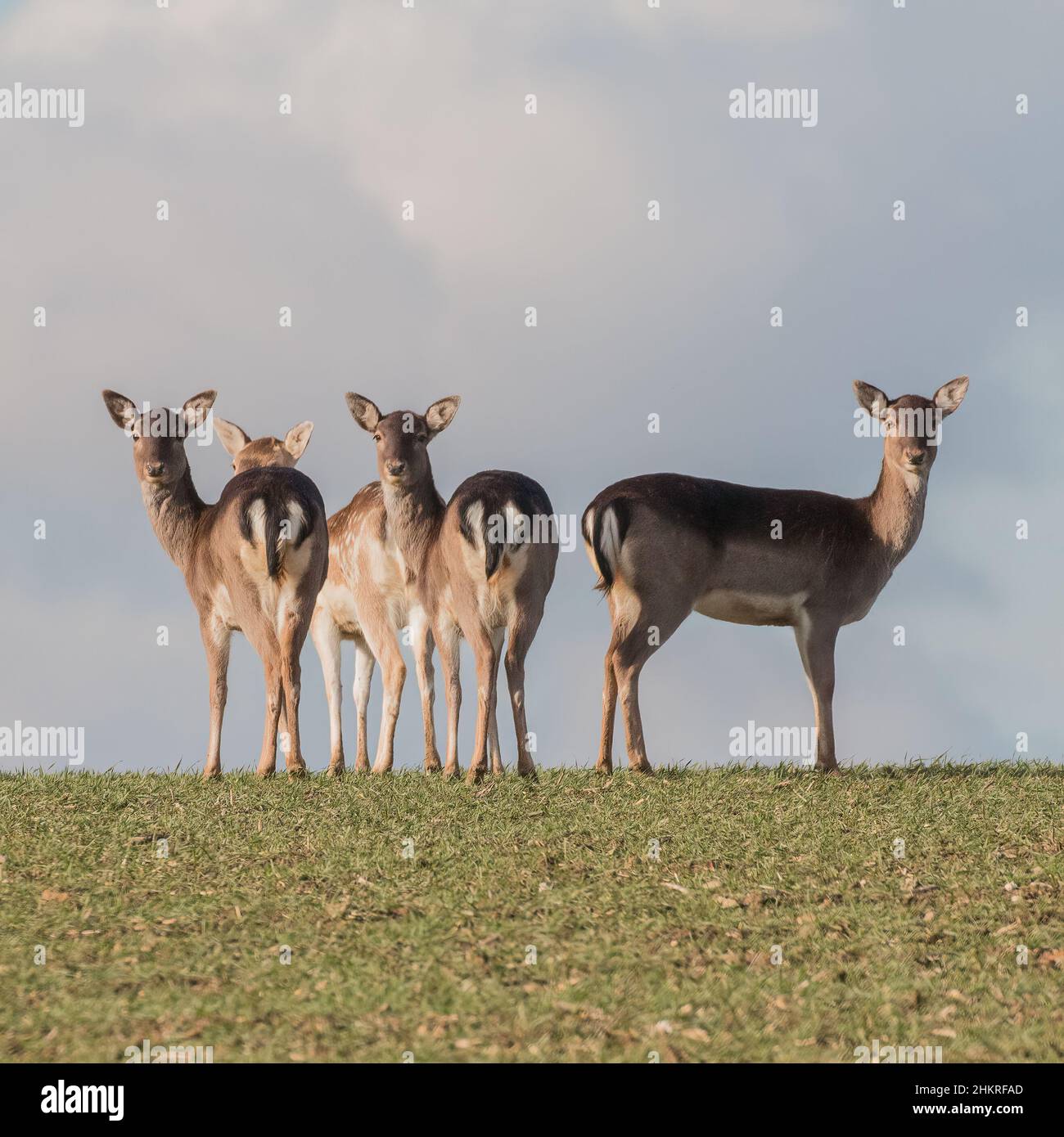 A family group of Fallow deer ( Dama dama ) stood on the horizon ...