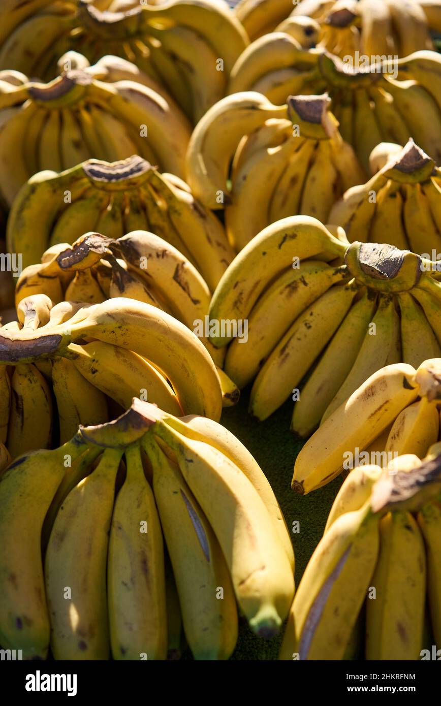 Ripe bananas on market shelf.Fresh bananas at the market Stock Photo ...