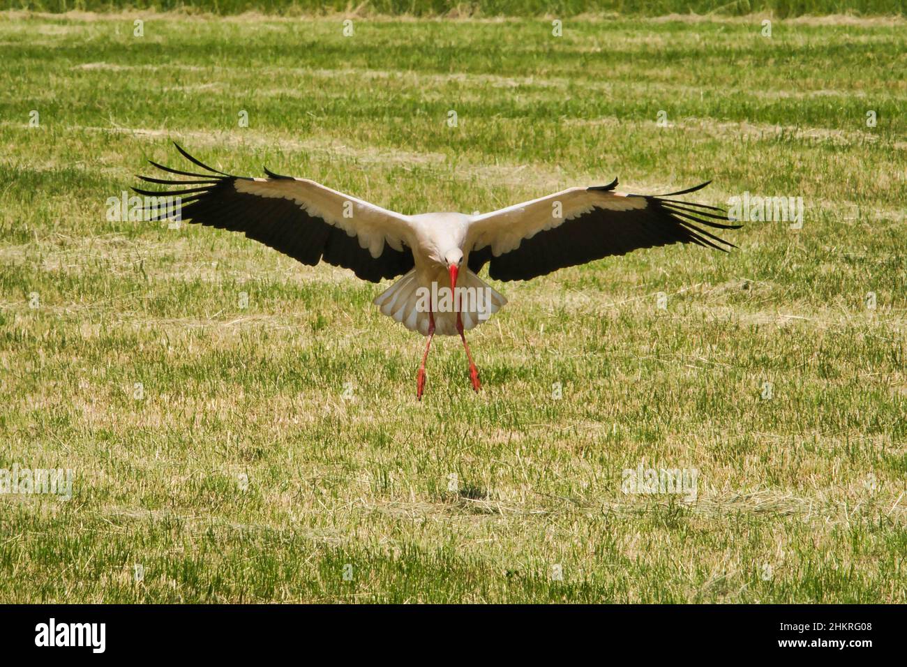 White stork landing hi-res stock photography and images - Alamy