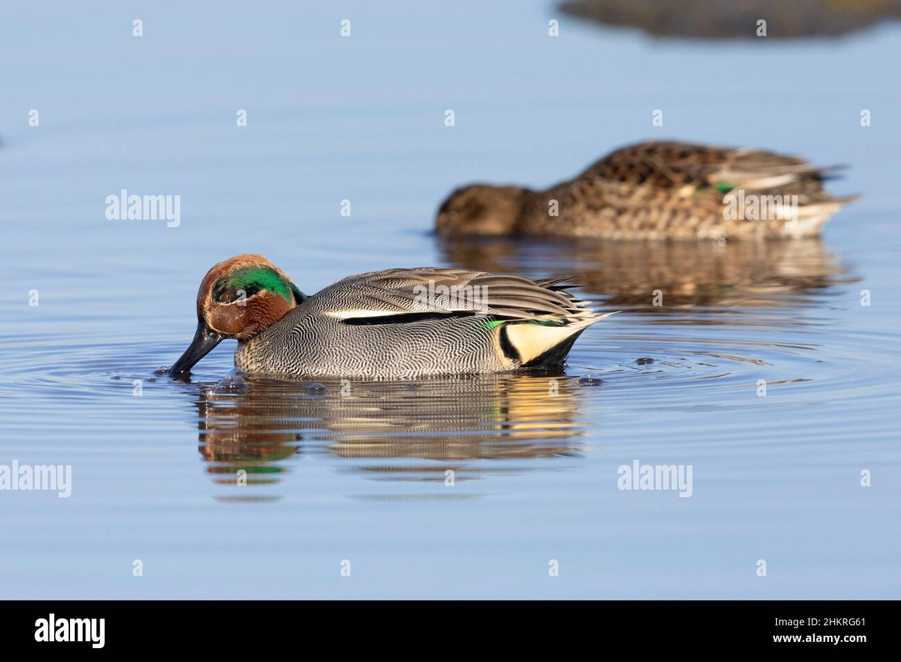 Eurasian teal anas crecca hi-res stock photography and images - Alamy