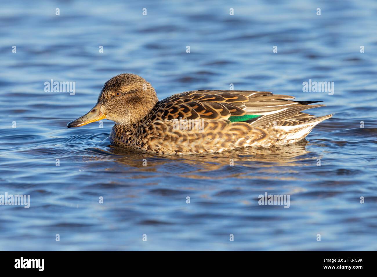Eurasian teal ducks hi-res stock photography and images - Alamy