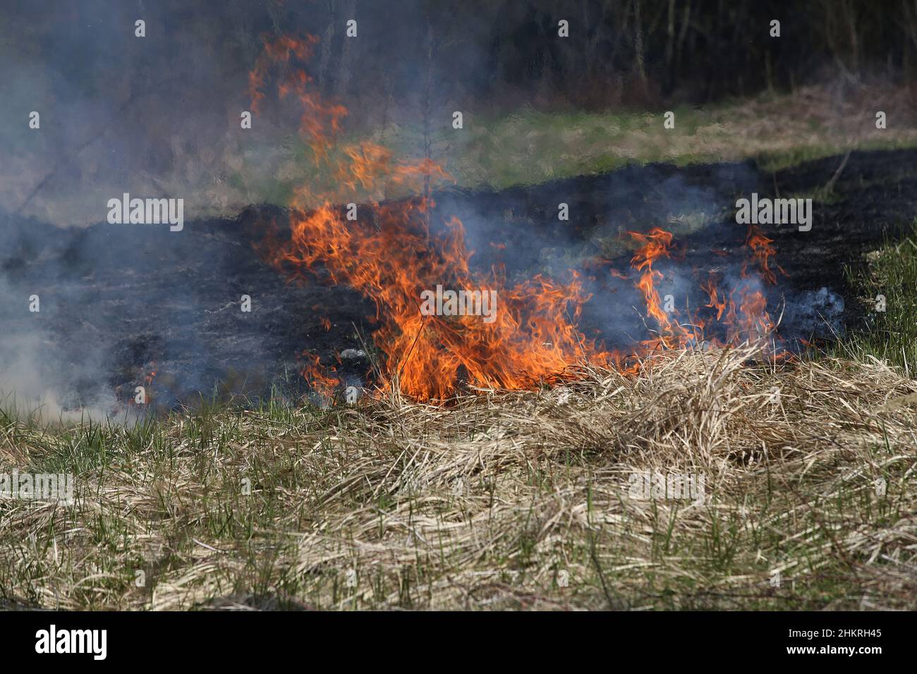 A grass fire or bush fire in the wild Stock Photo - Alamy