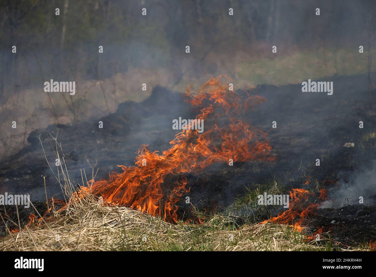 A grass fire or bush fire in the wild Stock Photo - Alamy