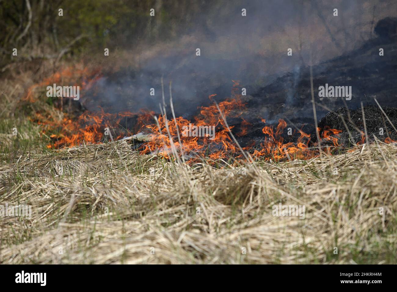 A grass fire or bush fire in the wild Stock Photo - Alamy