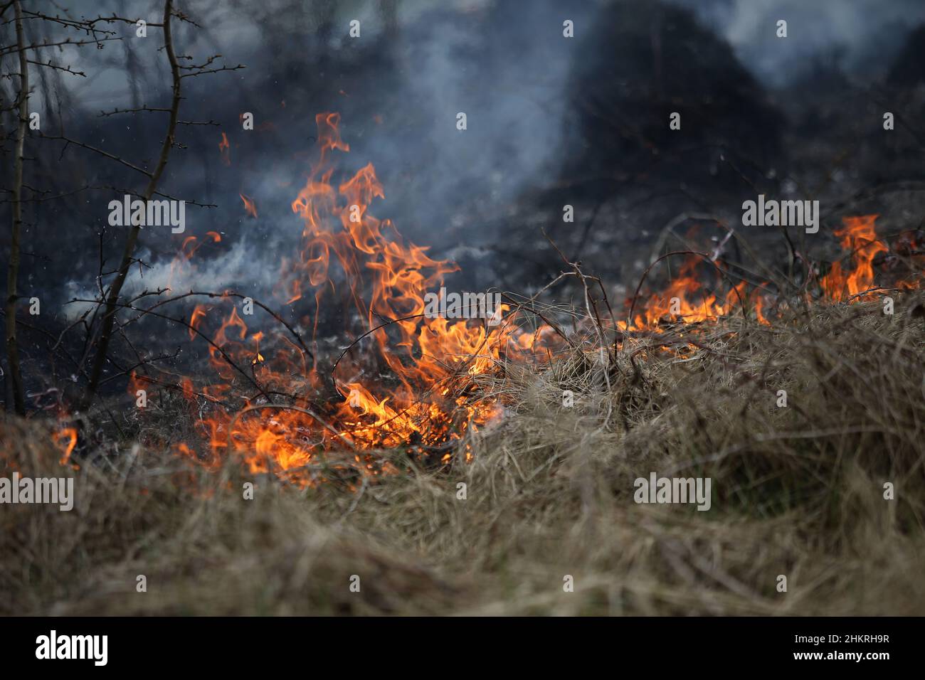 A grass fire or bush fire in the wild Stock Photo - Alamy