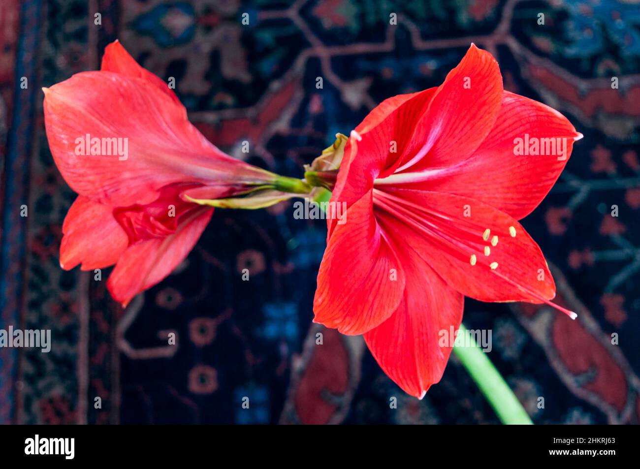 Harmonious colours hi-res stock photography and images - Alamy