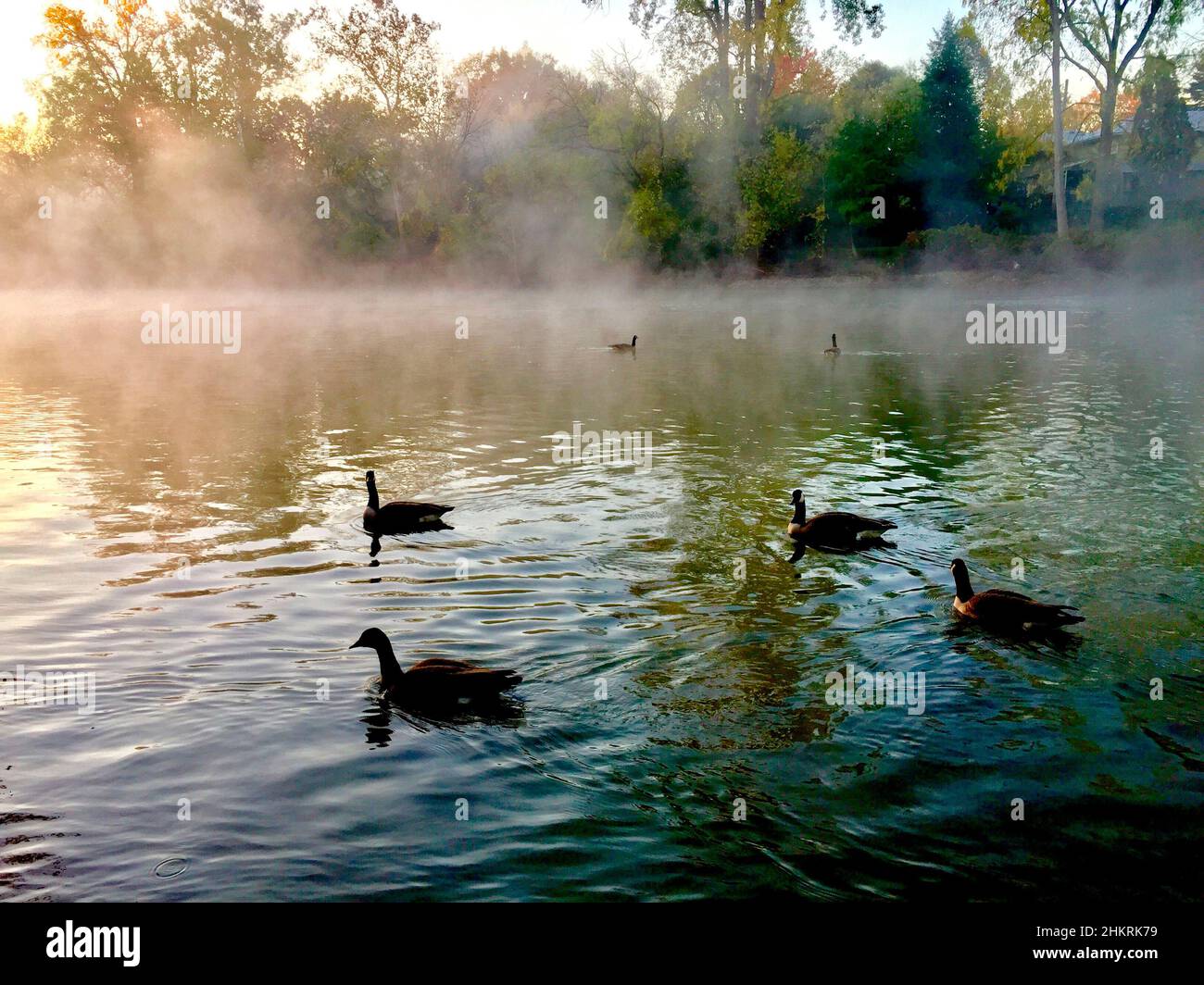 Canada Geese floating in the river in golden fog, early autumn, a misty ...