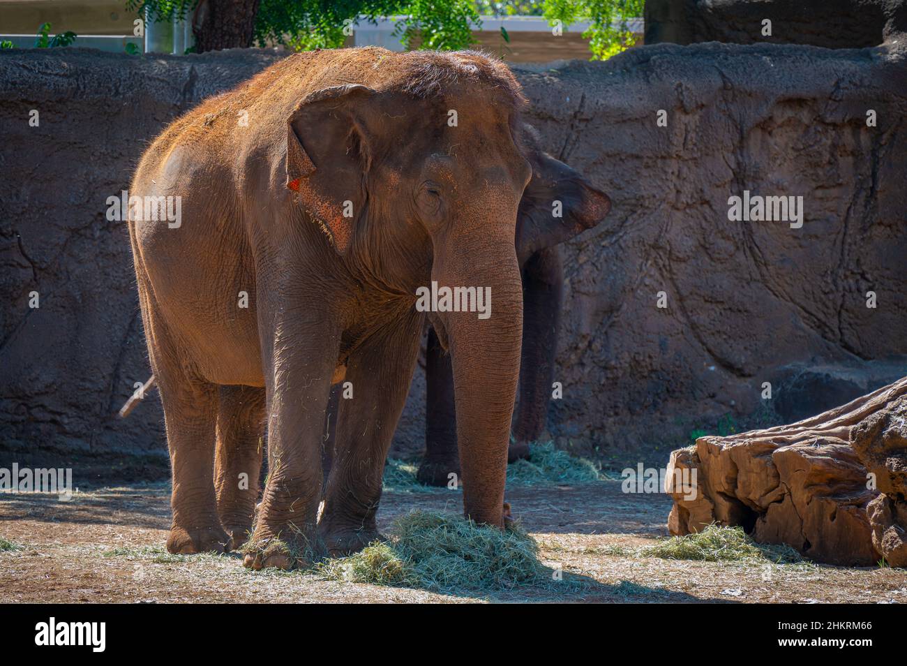 View of the beautiful elephant eating the hay in Honolulu Zoo Stock ...