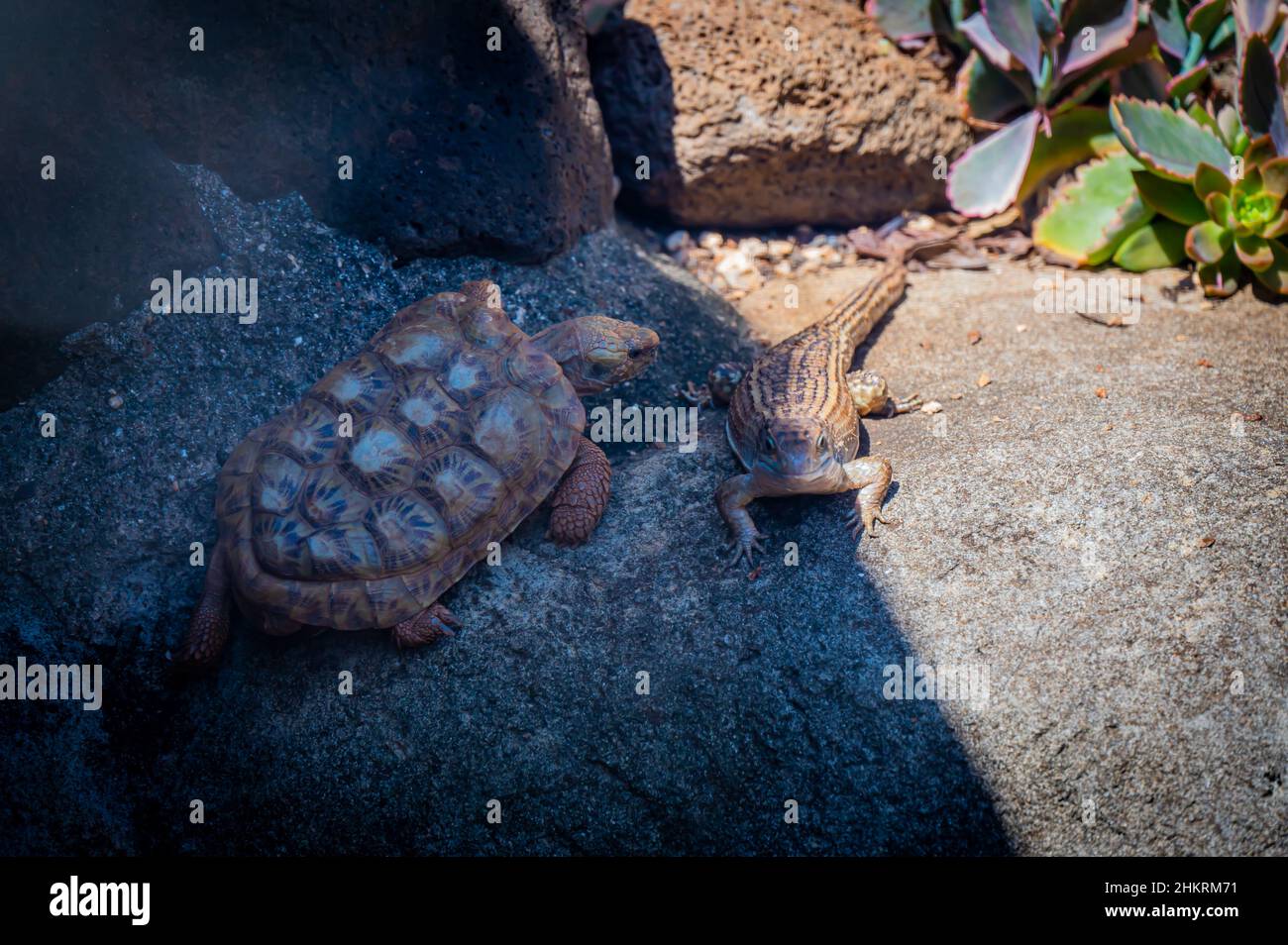 Turtle and a lizard sitting on a stone Stock Photo - Alamy