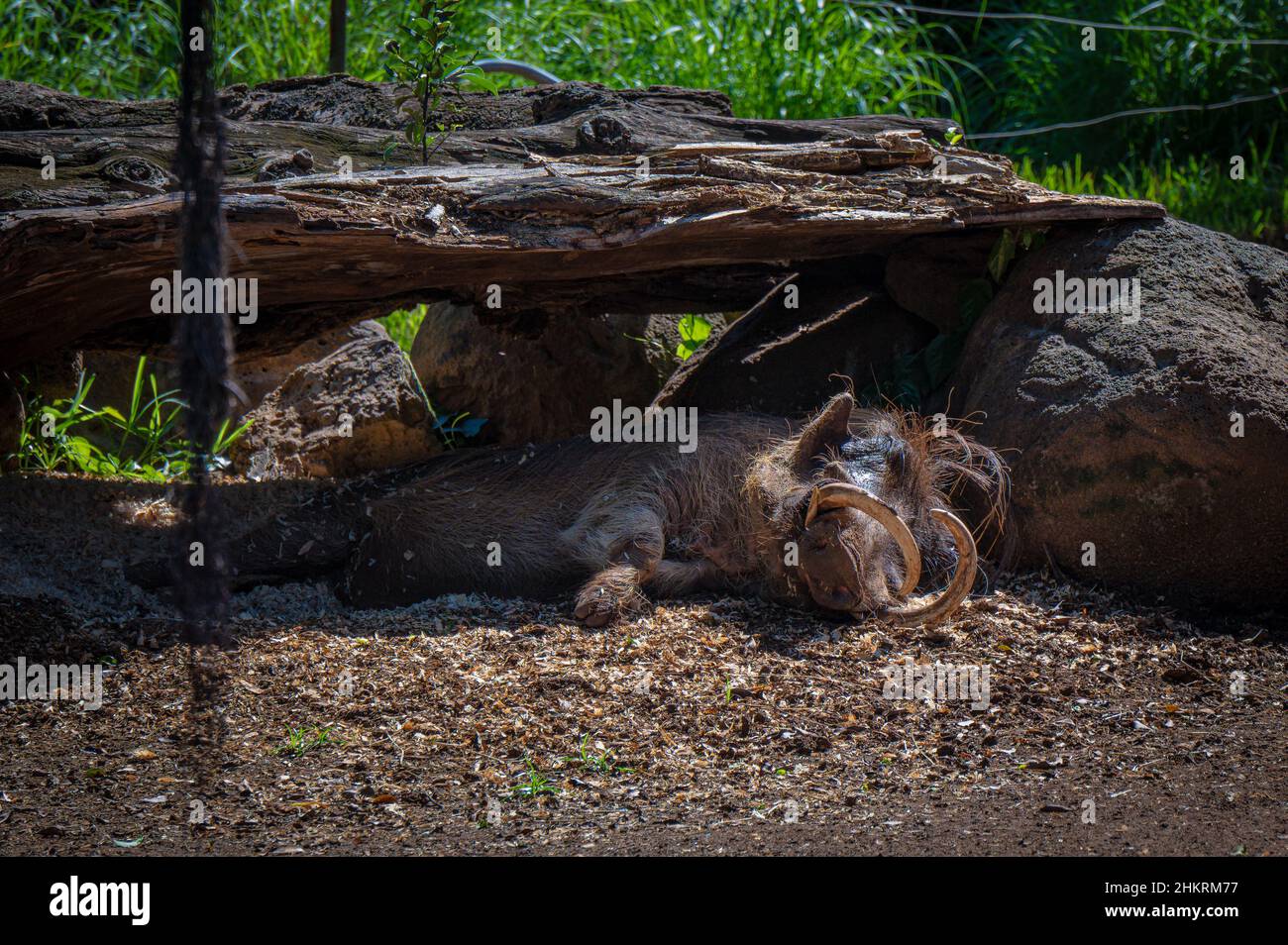 View of the Warthog sleeping on the ground in Honolulu Zoo Stock Photo ...