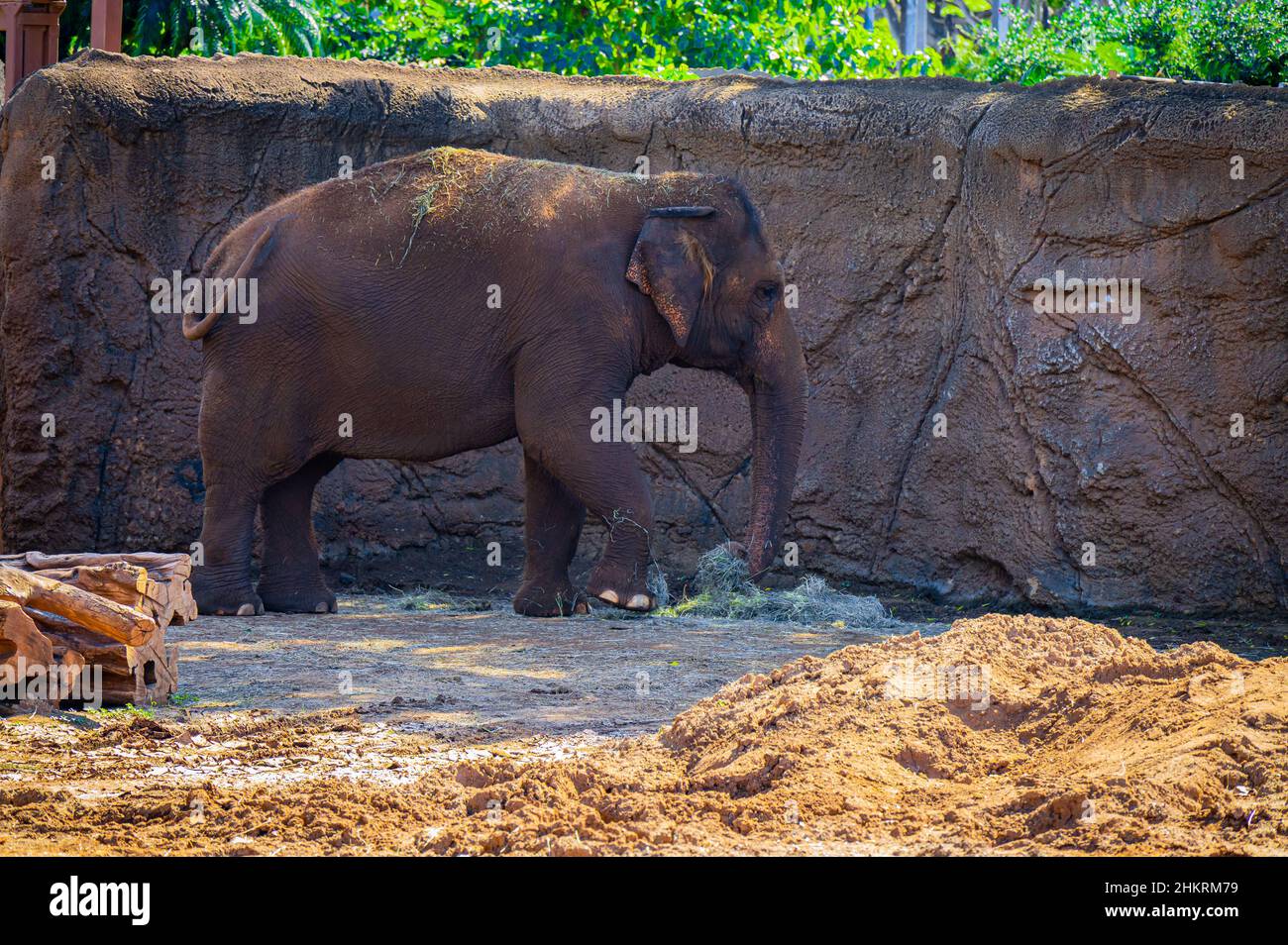 View of the beautiful elephant eating the hay in Honolulu Zoo Stock ...