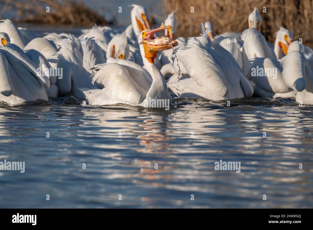 Pelican feeding hi-res stock photography and images - Alamy