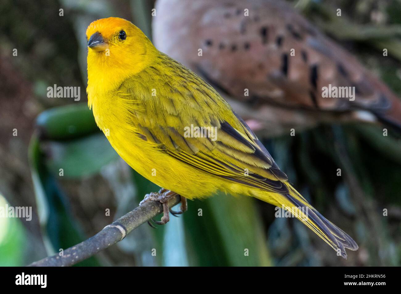 Atlantic Canary, a small Brazilian wild bird. The yellow canary ...