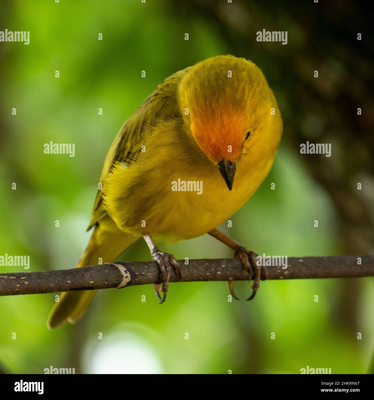 Atlantic Canary, a small Brazilian wild bird. The yellow canary ...