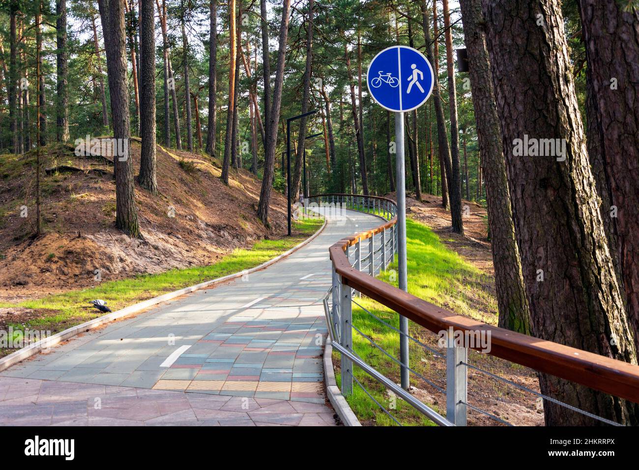 A winding bicycle path in a summer park among pine trees, a walking ...