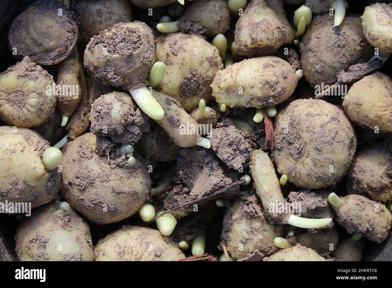 Bluebell bulbs sprout hi-res stock photography and images - Alamy