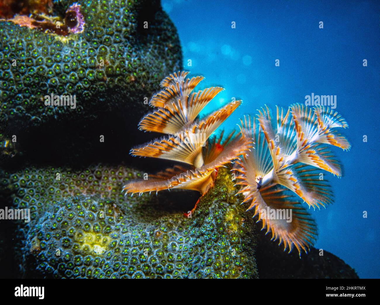 Spirobranchus giganteus, commonly known as Christmas tree worms, are ...