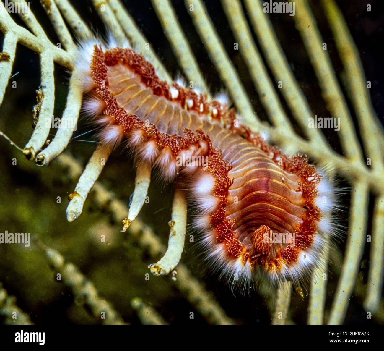 Hermodice carunculata, the bearded fireworm, is a type of marine ...