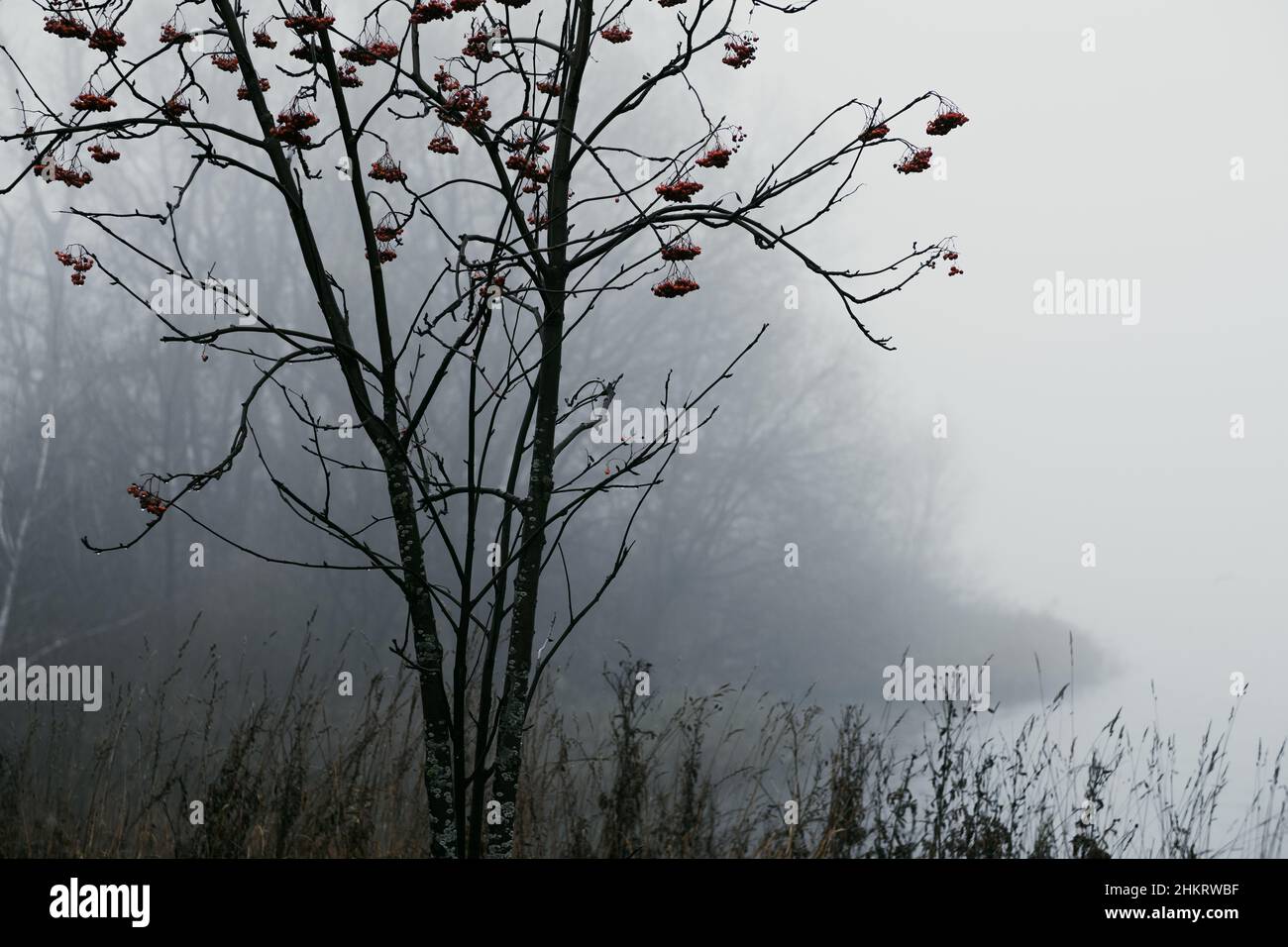 A heavy fog in the forest Stock Photo - Alamy
