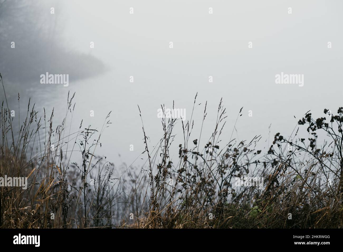 A heavy fog in the forest Stock Photo - Alamy