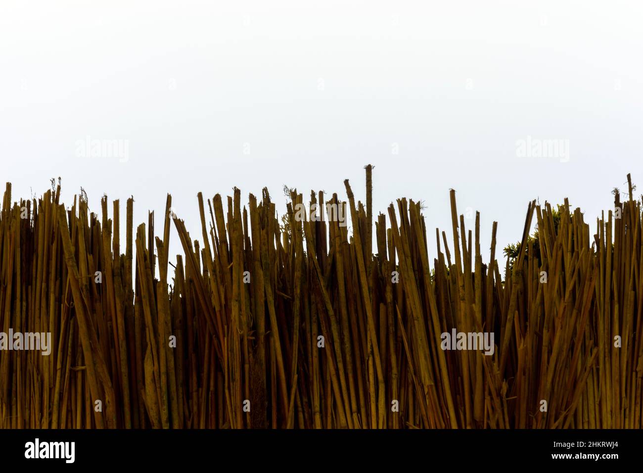 Tall reeds frame hi-res stock photography and images - Alamy