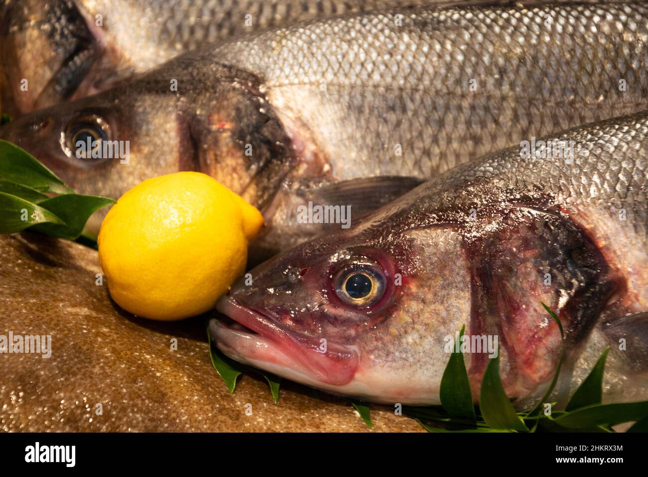 European bass and Brill for sale et fish market in France. Fish has ...