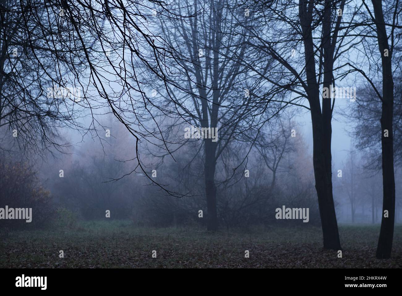A heavy fog in a forest. High quality photo Stock Photo - Alamy