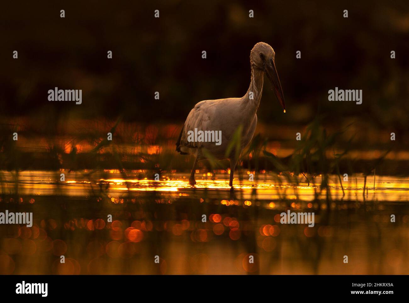Open billed stork Stock Photo - Alamy