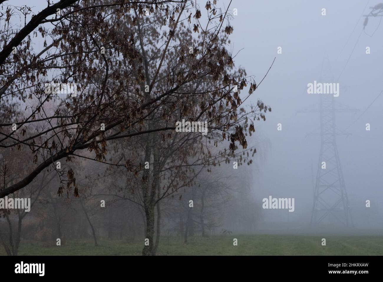 A heavy fog in the forest Stock Photo - Alamy