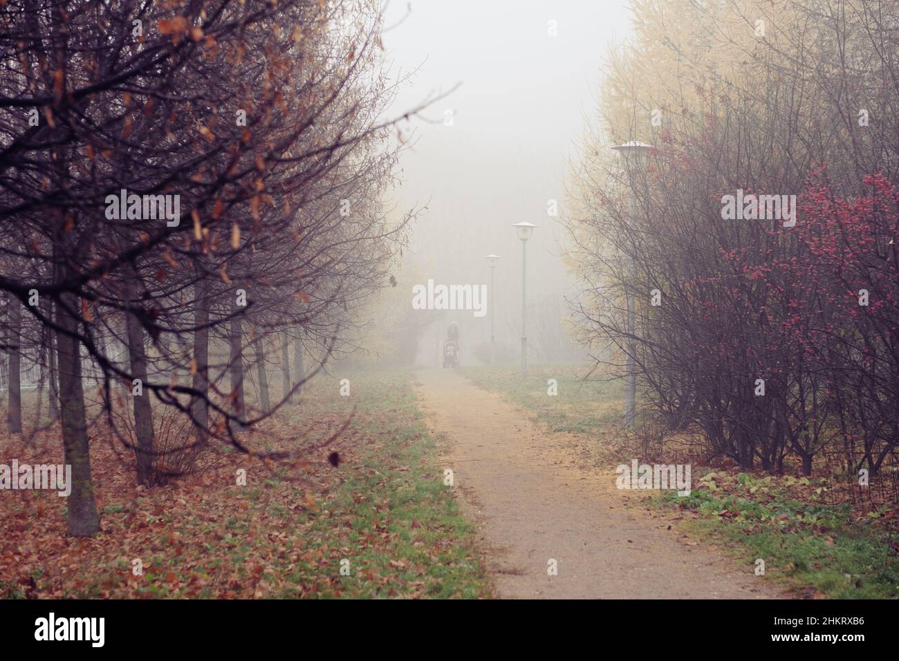 A heavy fog in the forest Stock Photo - Alamy