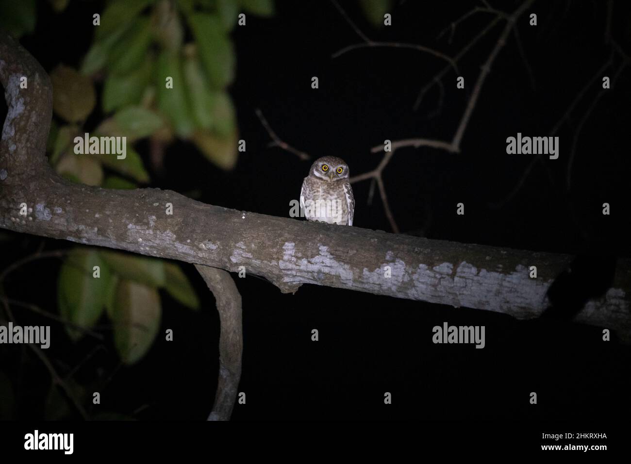 Creative owl hi-res stock photography and images - Alamy