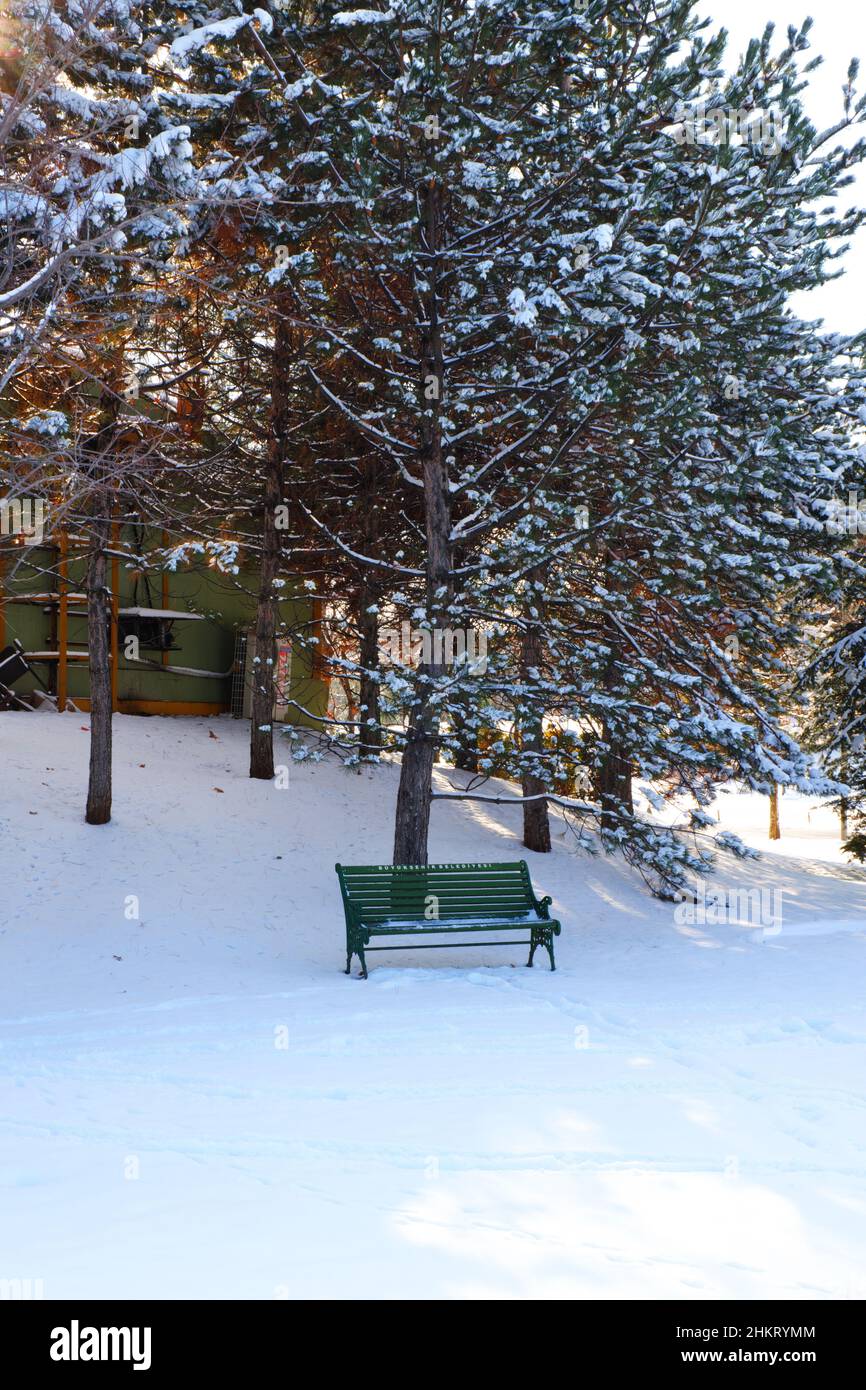 Green wooden bench under pine trees at a sunny winter day with snow ...