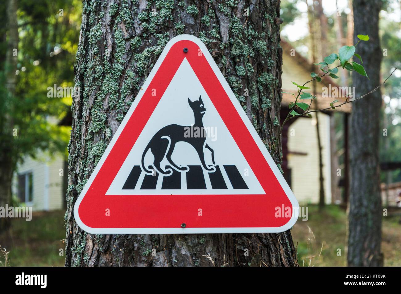 Warning Sign Beware of Cats, Playful Sign, Red Triangular Road Sign ...