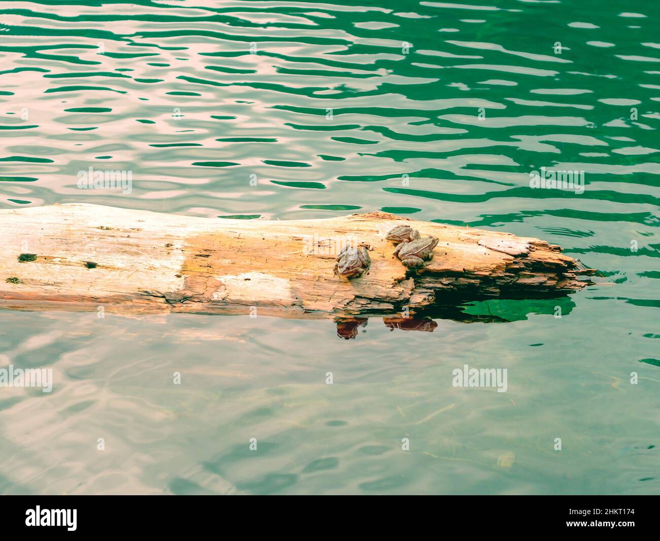 Three frogs are sitting on log floating in the clear calm water of the ...