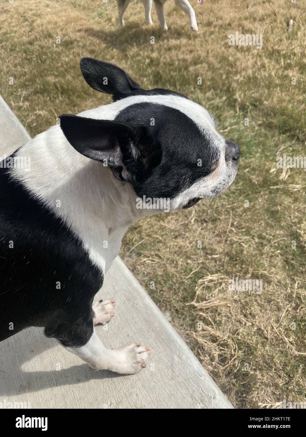 Overhead black and white small dog in the park Stock Photo - Alamy