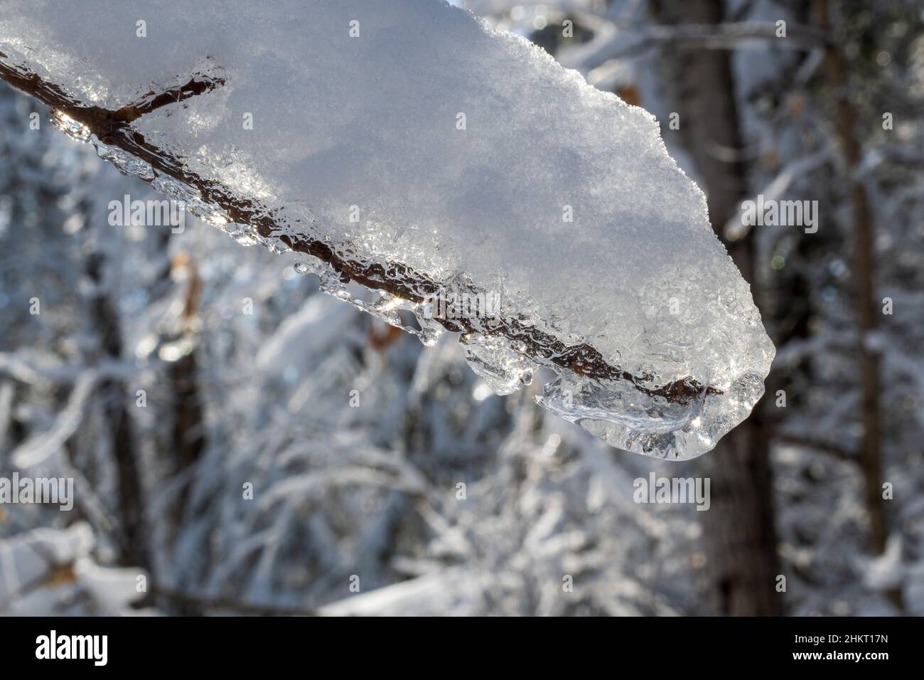 Beautiful view of snowy trees on a sunny day Stock Photo - Alamy