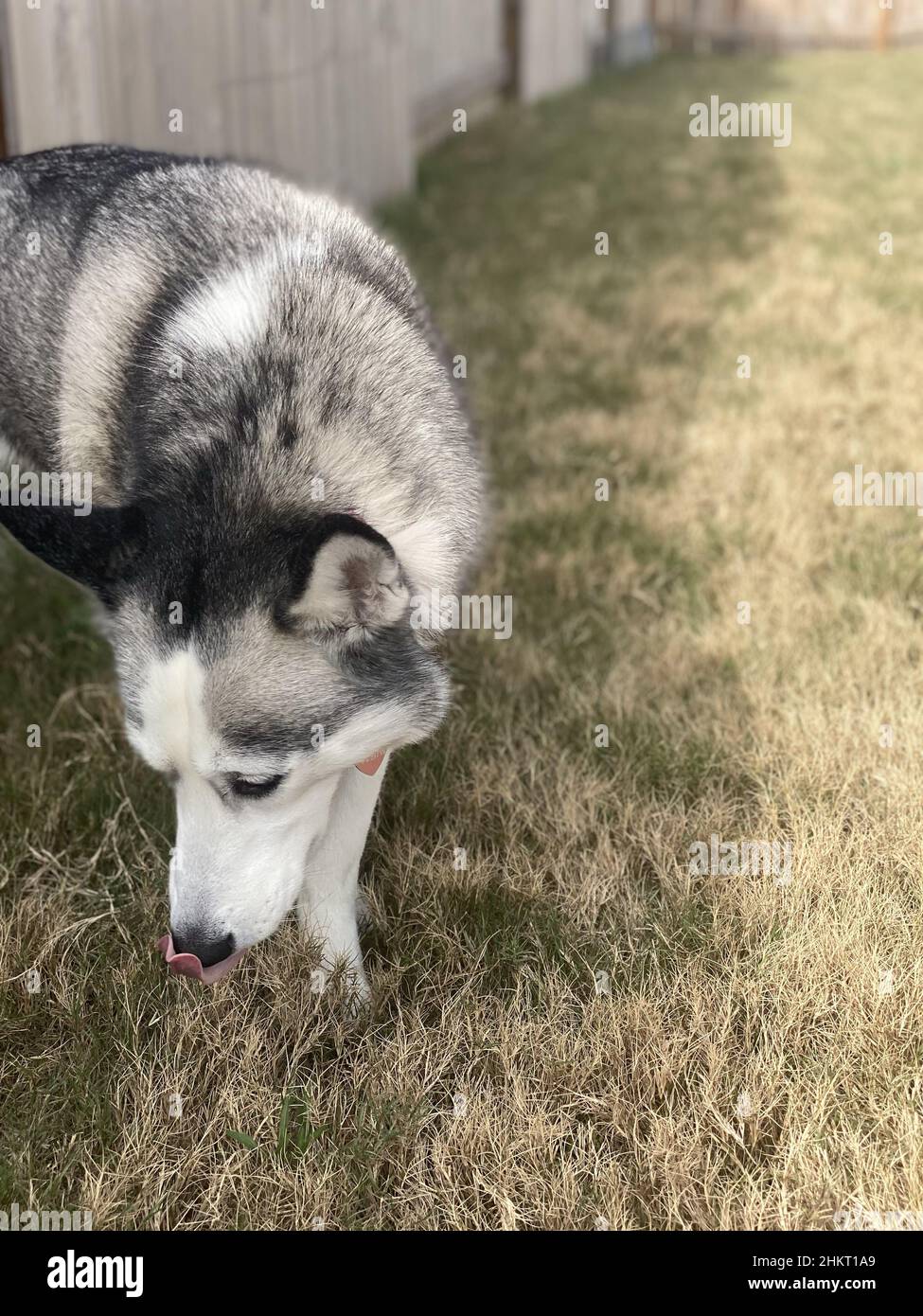 Vertical shot beautiful husky hi-res stock photography and images - Alamy