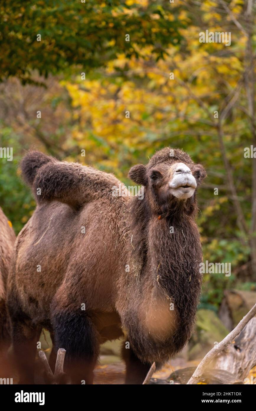 View of a beautiful camel in the forest Stock Photo - Alamy