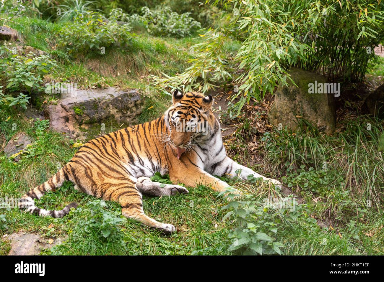 View of a beautiful tiger lying on the ground in the forest Stock Photo ...