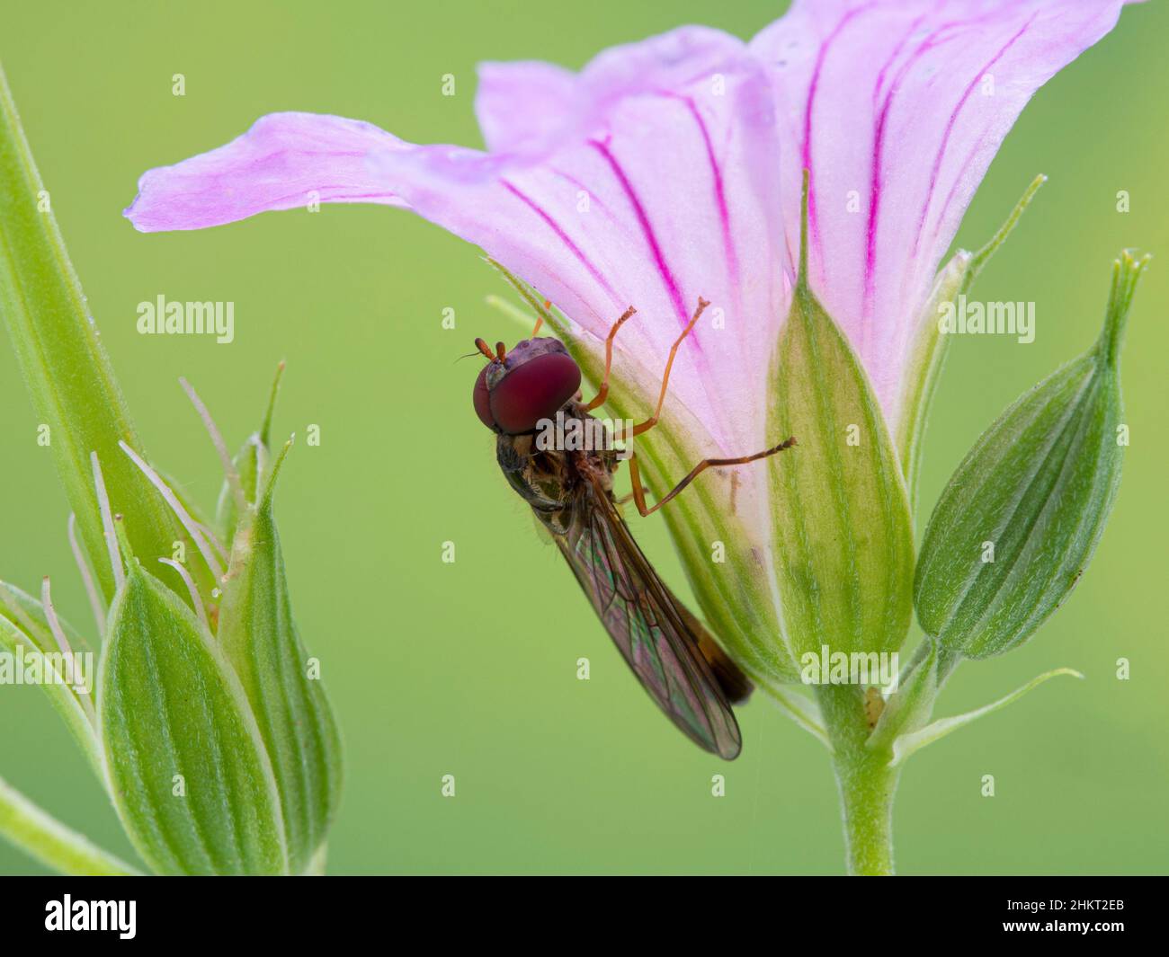 Colorful male hoverfly (Melanostoma mellinum) with bright red eyes resting underneath a flower ...