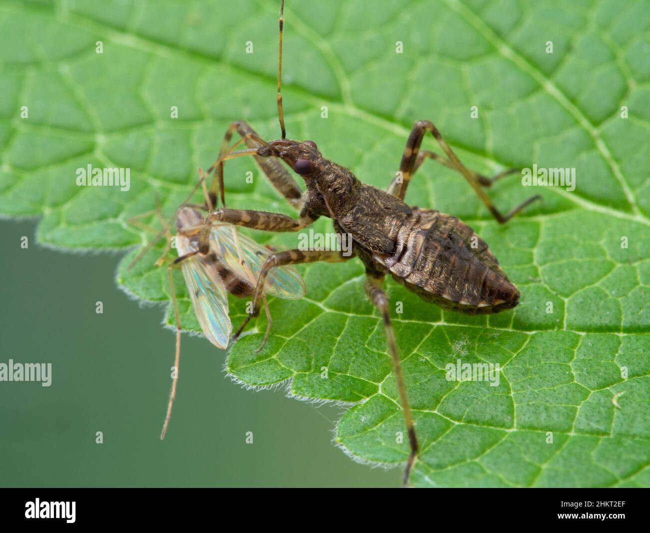 Midge bite hi-res stock photography and images - Alamy