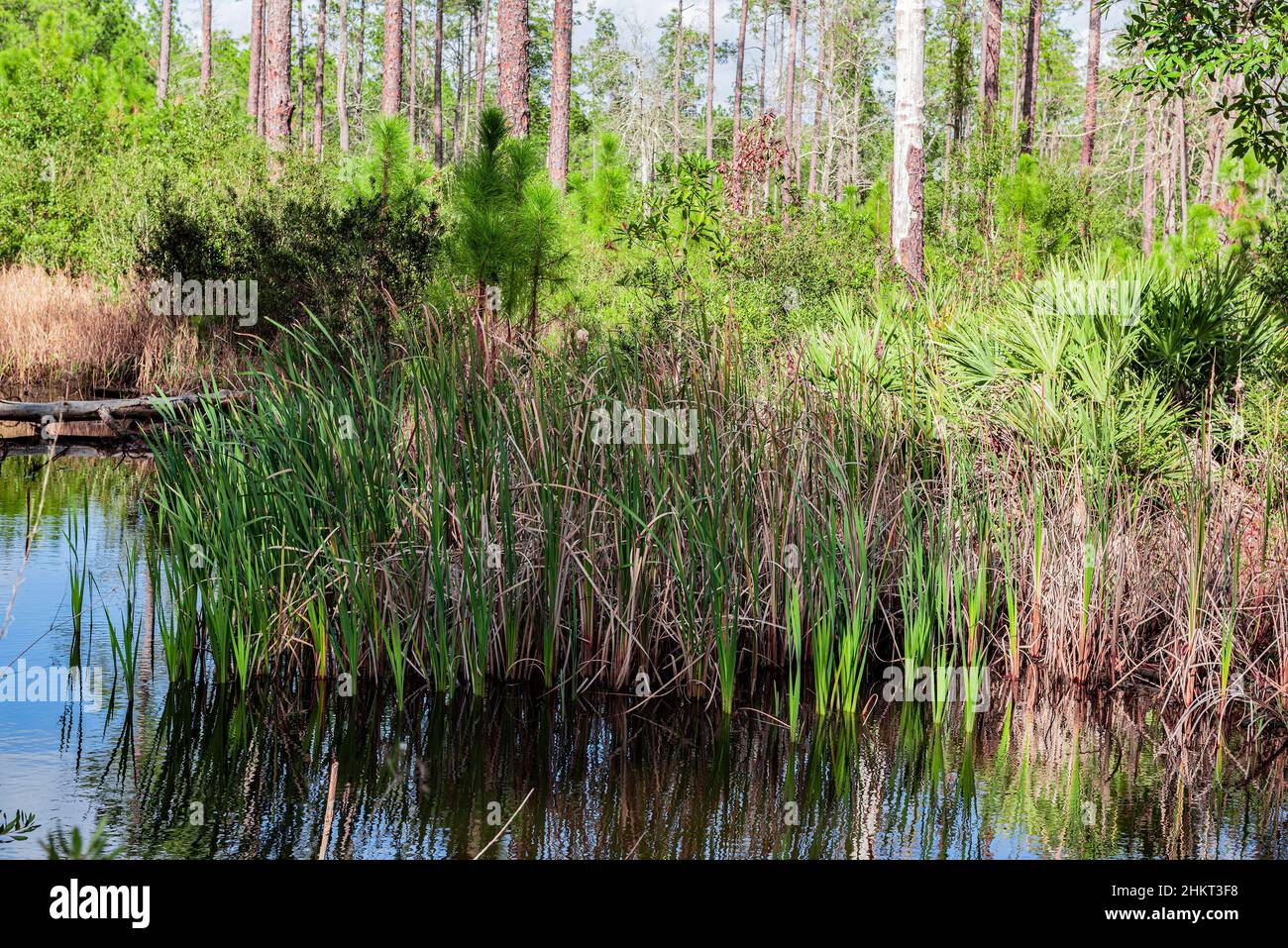 Cattails (bulrushes) growing in Florida wetlands in Tiger Bay State ...