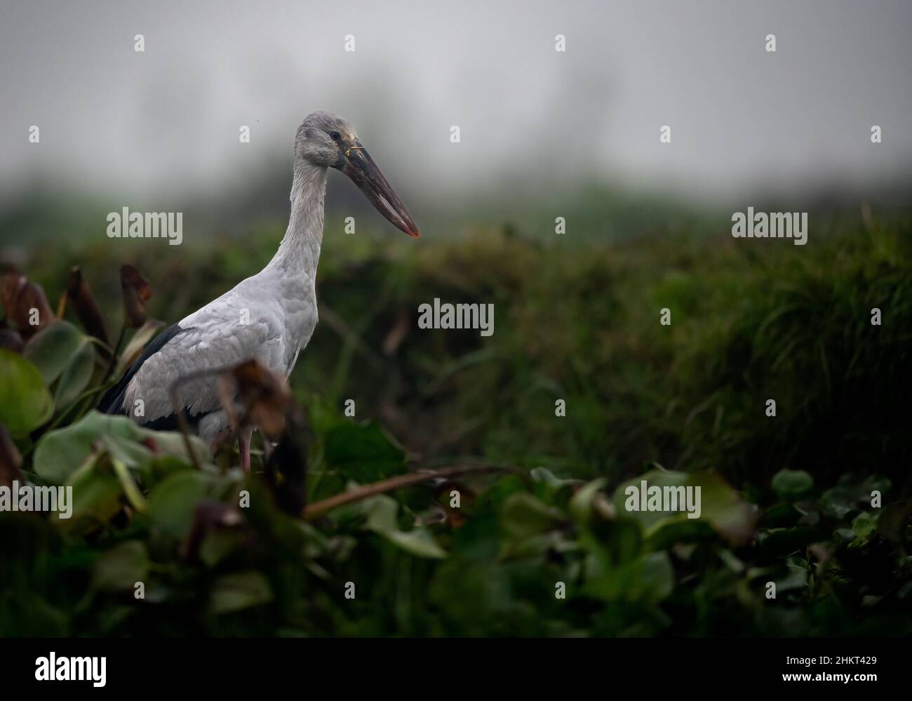 Open billed stork Stock Photo - Alamy
