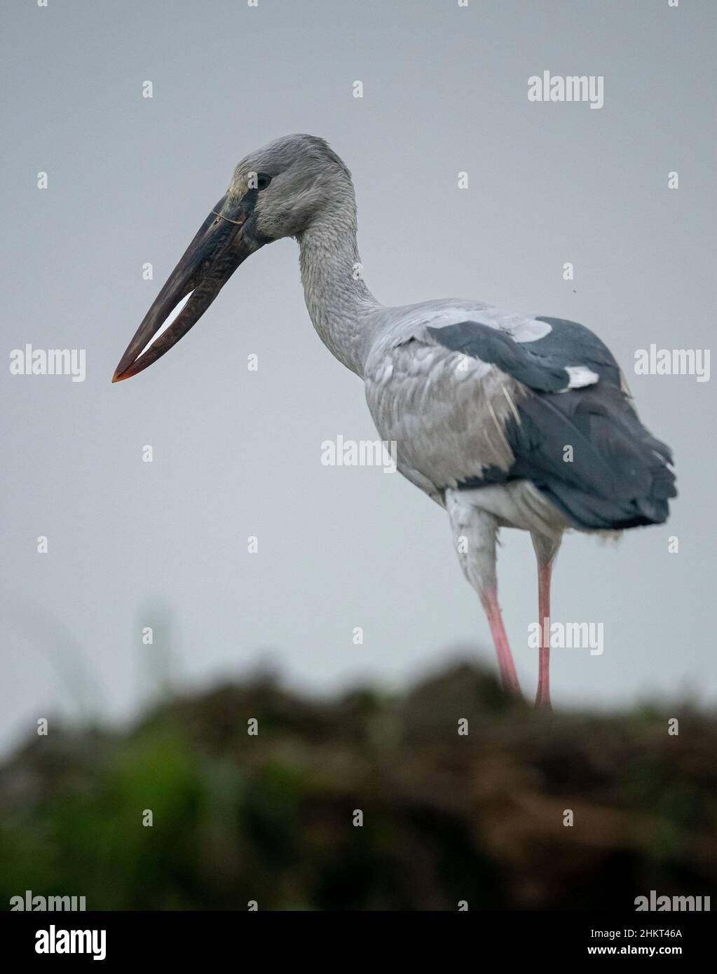 Open billed stork Stock Photo - Alamy