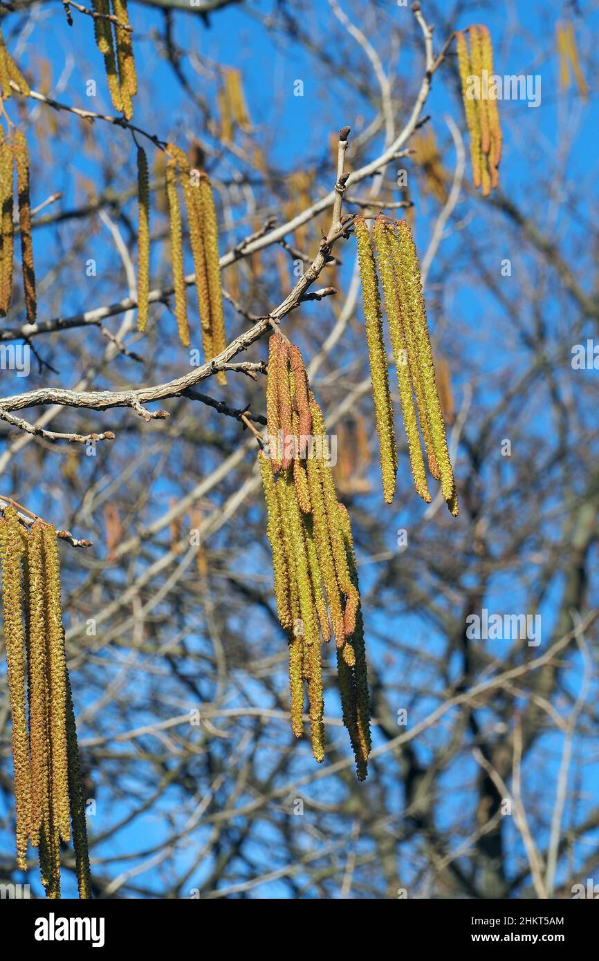Turkish hazel or Turkish filbert, Baumhasel, Türkische Hasel, Türkische ...