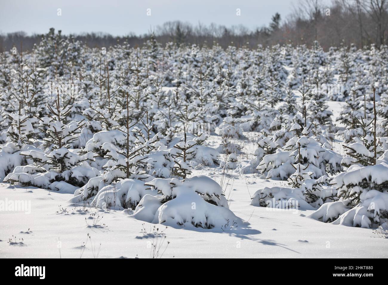 Backdrop of evergreen trees hi-res stock photography and images - Alamy