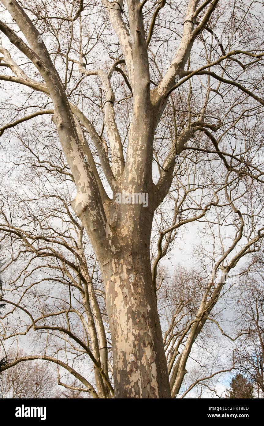 A monumental plane tree in Heidelberg (Germany Stock Photo - Alamy