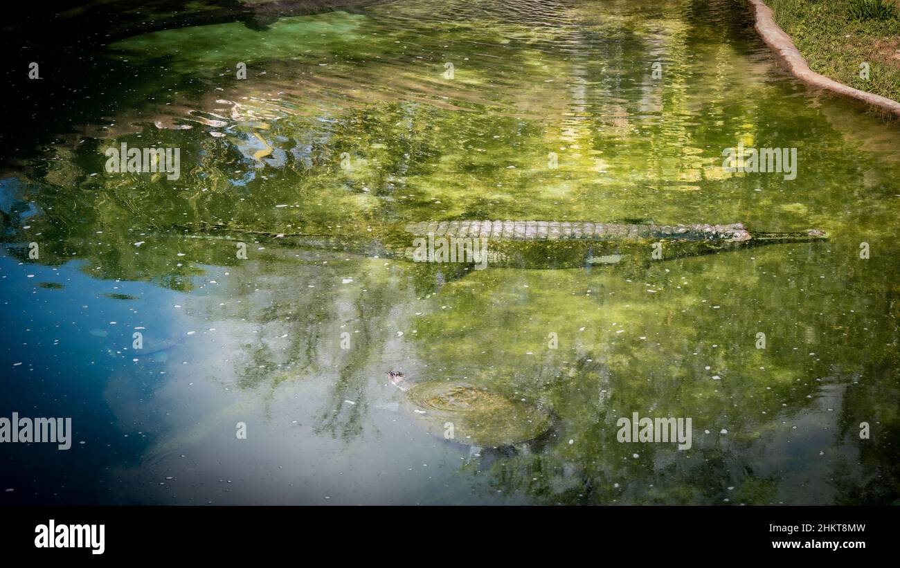 Honolulu zoo hi-res stock photography and images - Alamy