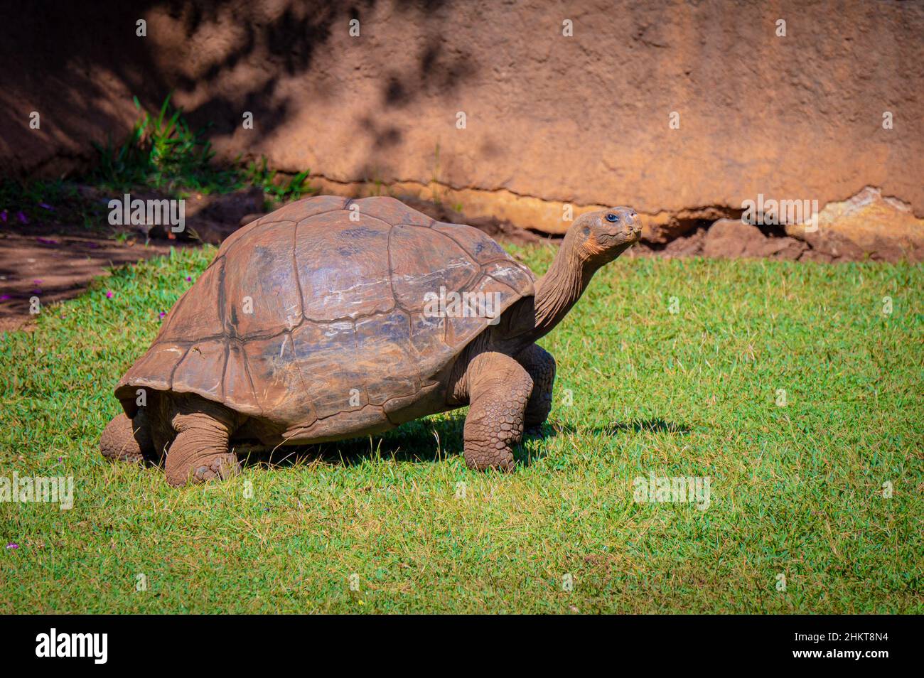 Photo of a large tortoise on grass in Honolulu Zoo Stock Photo - Alamy